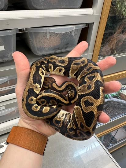 Leopard 66% Het Clown Royal Python Ball Python by Slitherin Reptiles Ltd