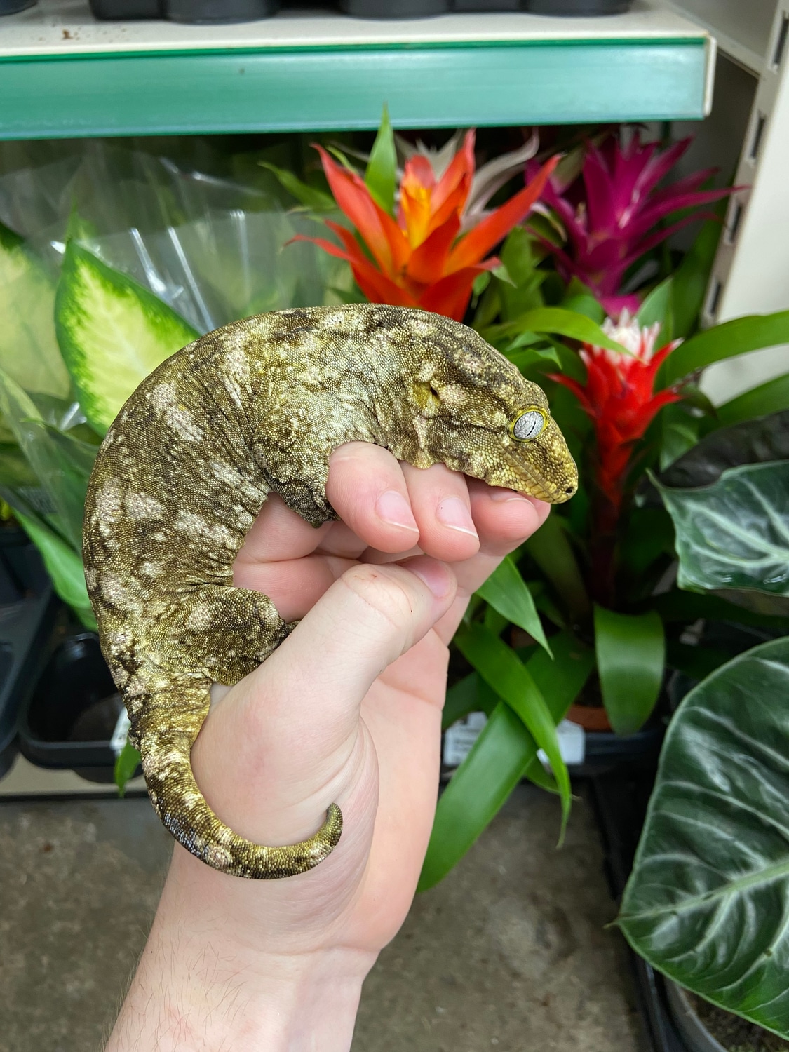 Nuu Ana Lechianus Gecko Leachianus Gecko by Slitherin Reptiles Ltd ...