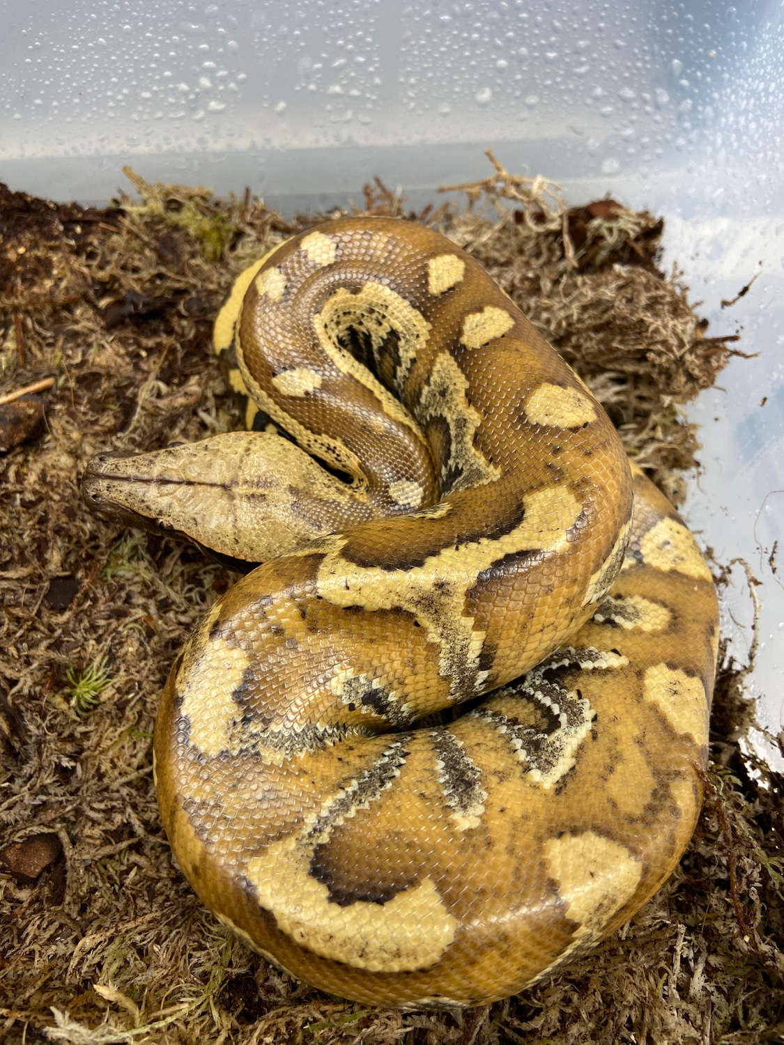 Blood Python by Slitherin Reptiles Ltd - MorphMarket