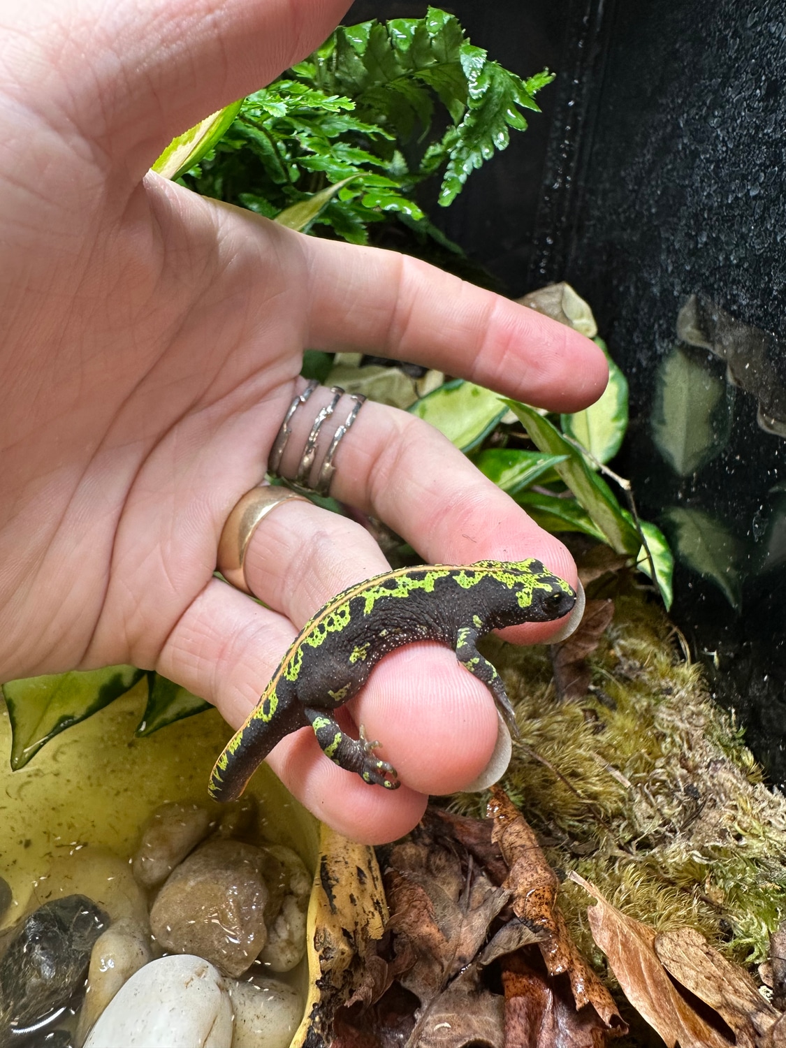 Marbled Newts by Slitherin Reptiles Ltd - MorphMarket