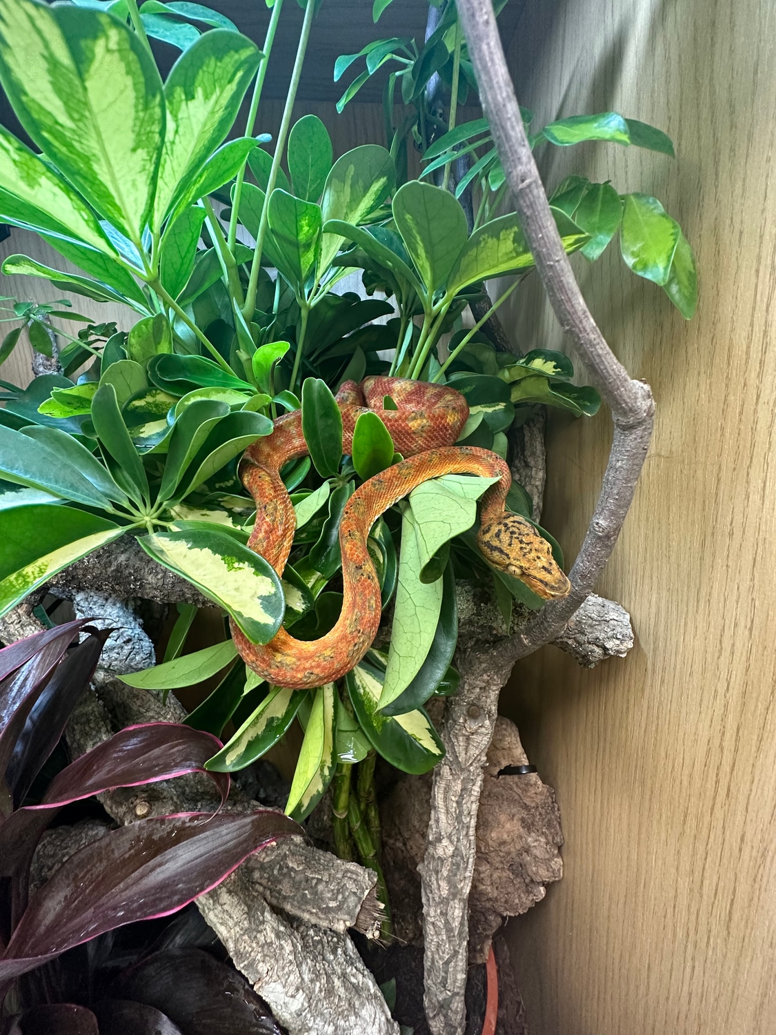 Red Phase Amazon Tree Boa by Slitherin Reptiles Ltd - MorphMarket