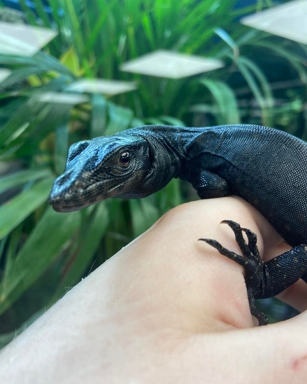 Black Dragons Water Monitor by Slitherin Reptiles Ltd