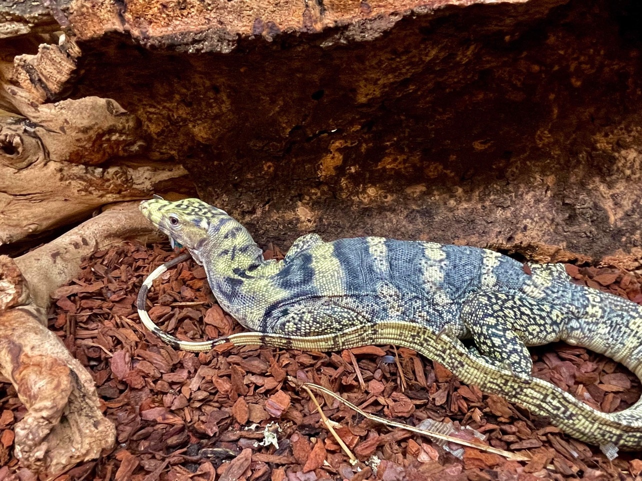 Sulphur Water Monitor by Slitherin Reptiles Ltd - MorphMarket