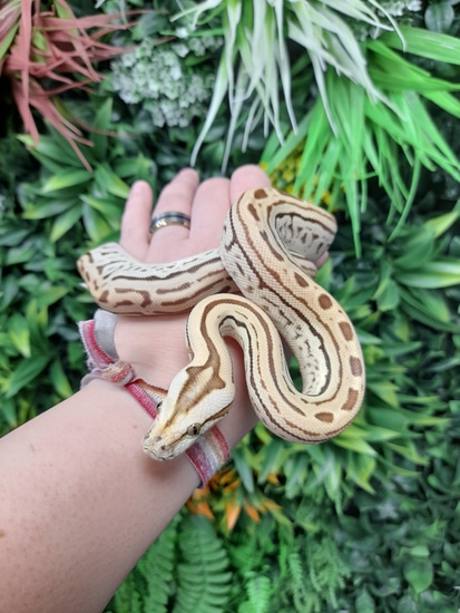 Hypo Labyrinth Burmese Python by Slitherin Reptiles Ltd