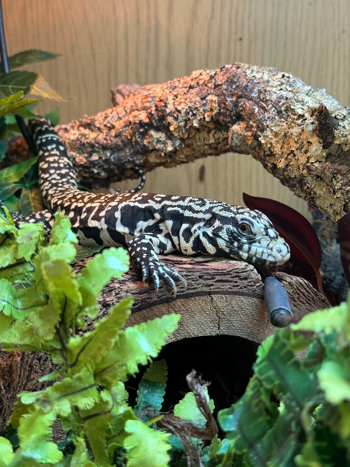 CB23 Argentine Black And White Tegu Columbian Tegus by Slitherin Reptiles Ltd - MorphMarket
