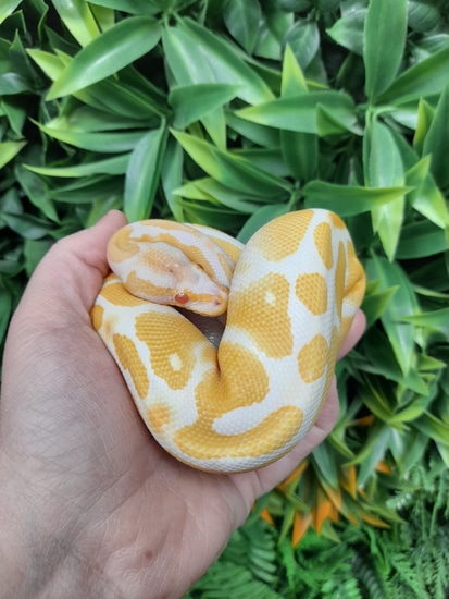 Super Mojave Het Hypo Female Ball Python by Slitherin Reptiles Ltd