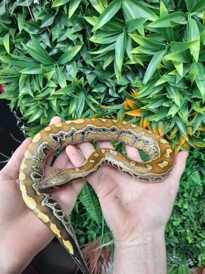 Blood Python by Slitherin Reptiles Ltd