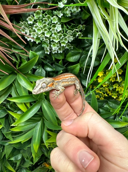 Red And Orange Stripe Gargoyle Gecko Babies by Slitherin Reptiles Ltd