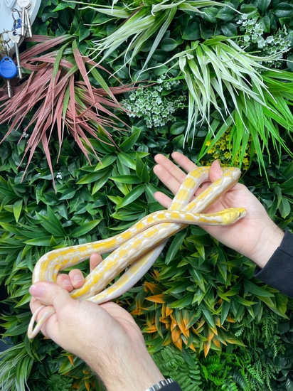 Coral Marble SD Male Reticulated Python by Slitherin Reptiles Ltd