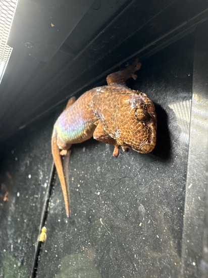 Fish Scale Gecko More Gecko by Slitherin Reptiles Ltd