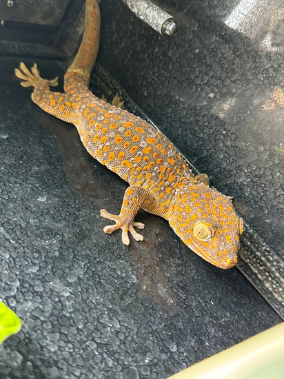 CB Tokay Gecko Female by Slitherin Reptiles Ltd