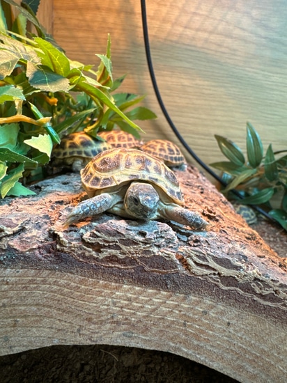 Horsfield Tortoise Russian Tortoise by Slitherin Reptiles Ltd