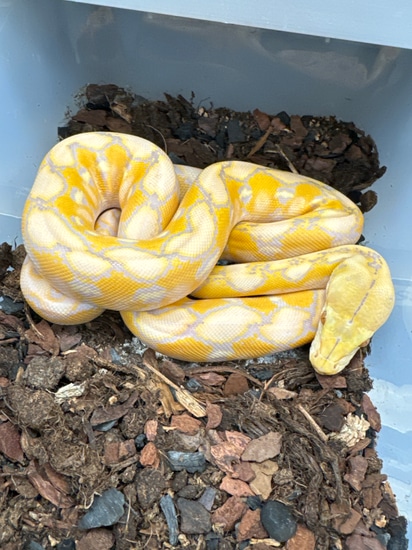 Coral SD Male Reticulated Python by Slitherin Reptiles Ltd