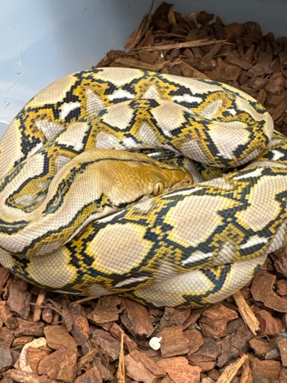 Classic SD Male Reticulated Python by Slitherin Reptiles Ltd