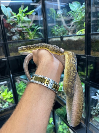 Timor Python CF24 by Slitherin Reptiles Ltd