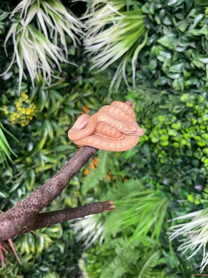 Albino Zebra Carpet Python Male Other Carpet Python by Slitherin ...