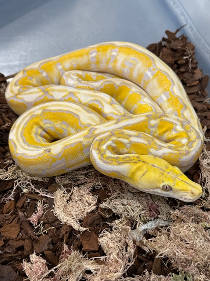 Coral Marble Male Super Dwarf Reticulated Python by Slitherin Reptiles Ltd