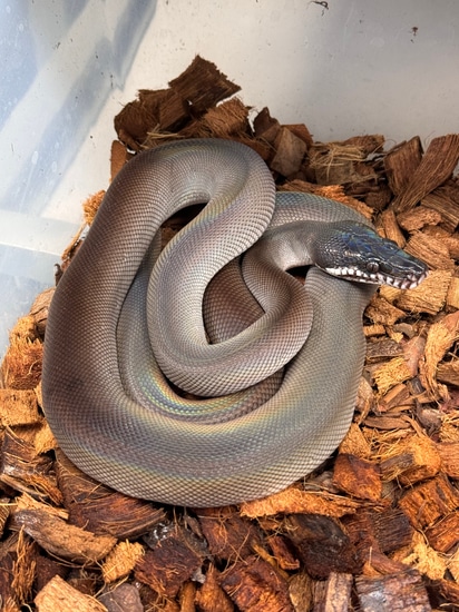 CF24 Southern White Lipped Python White-Lipped Python by Slitherin ...