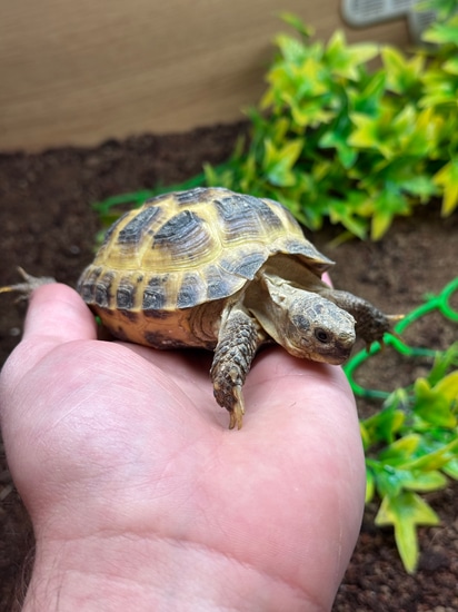 Horsfield Tortoises Russian Tortoise by Slitherin Reptiles Ltd