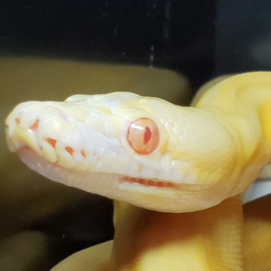 Amel Sunfire Tiger Reticulated Python by Slither Exotics
