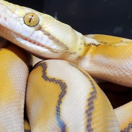 Mochino Motley Reticulated Python by Slither Exotics