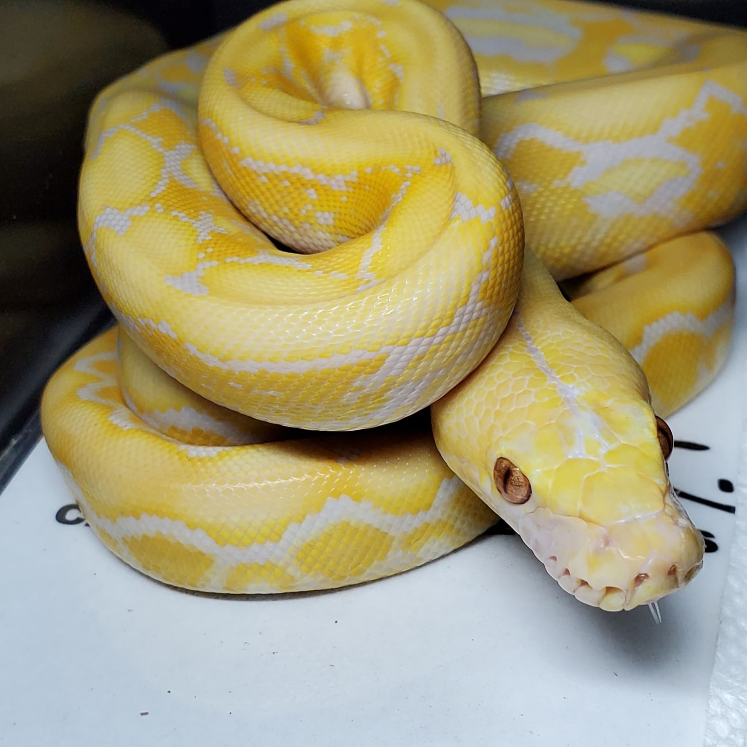 Lavender Tiger 66% Het Anery 25% Kalaotoa Superdwarf 6.25% Jampea Dwarf ...