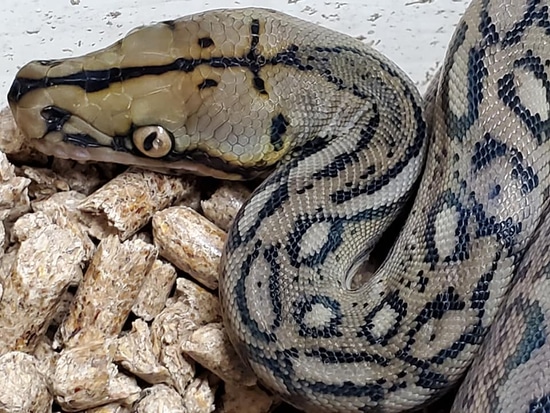 Arcoiris Reticulated Python by Slither Exotics
