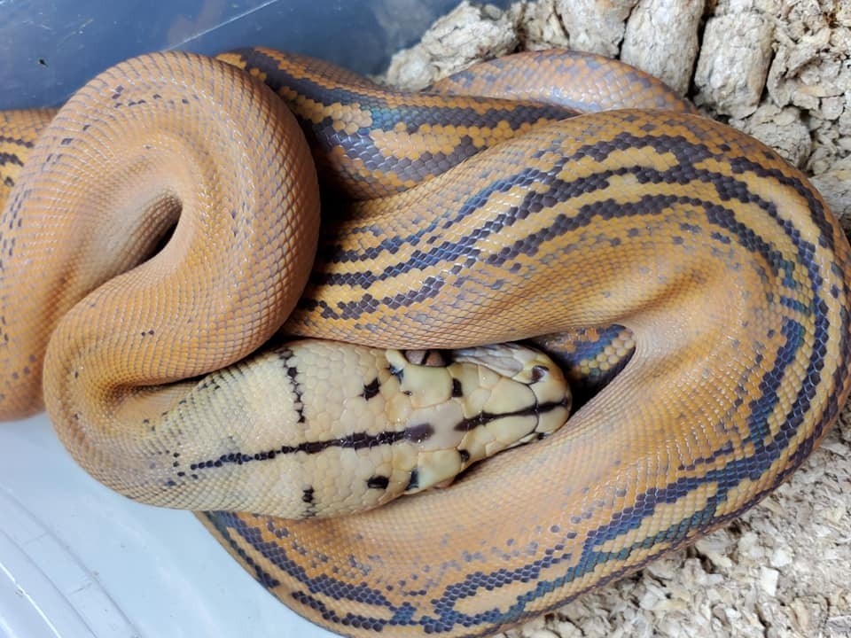 Caramel Goldenchild Reticulated Python by Slither Exotics - MorphMarket