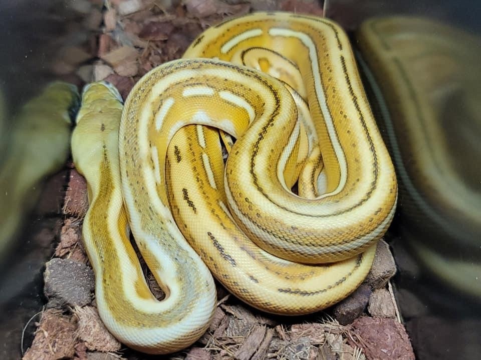 Orange Ghost Stripe Tiger Reticulated Python by Slither Exotics ...
