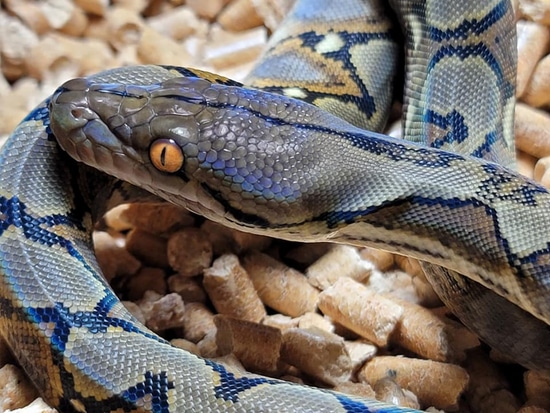Normal Double Het Ghost/Genetic Stripe Reticulated Python by Slither ...