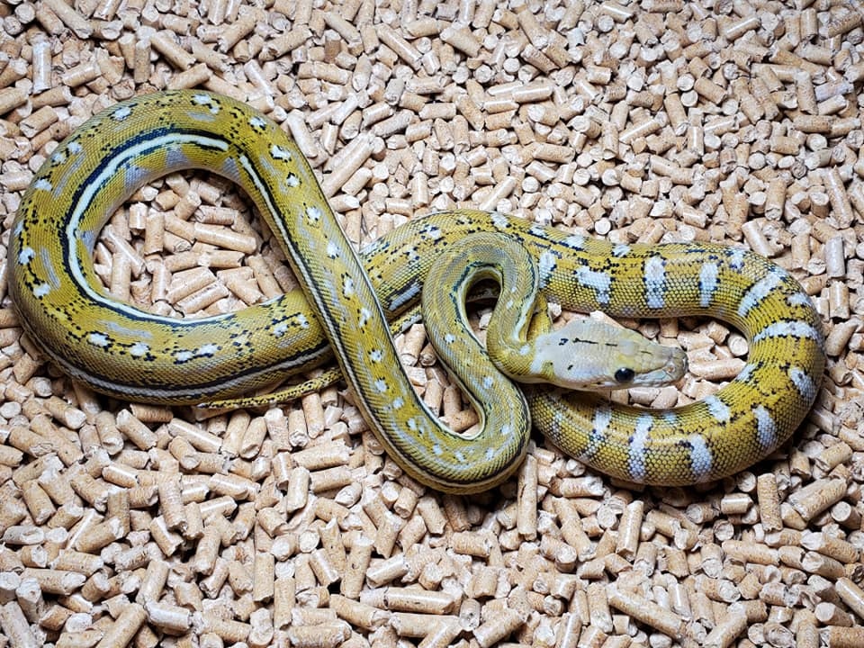Platinum Anthrax Reticulated Python by Slither Exotics - MorphMarket