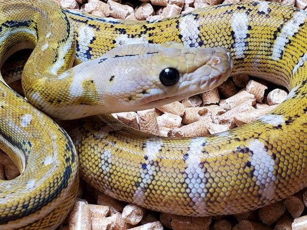 Platinum Anthrax Reticulated Python by Slither Exotics - MorphMarket