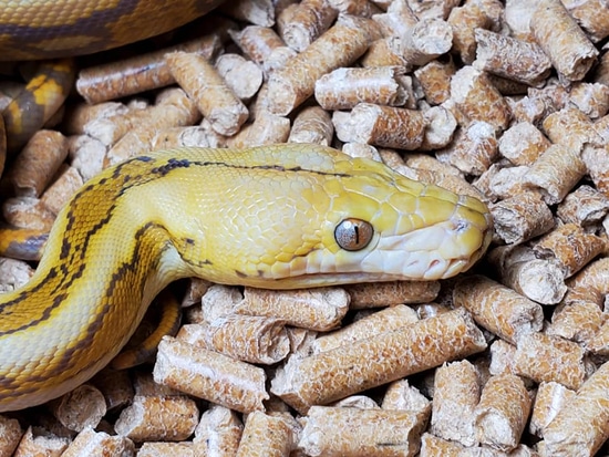 Mochino Tiger Reticulated Python by Slither Exotics