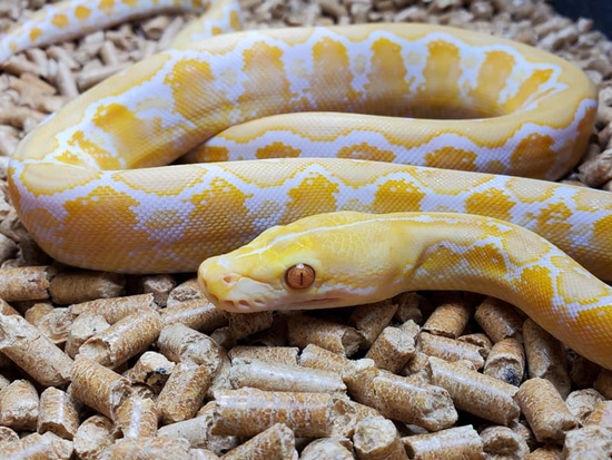 Amel 50% Kalaotoa Superdwarf Reticulated Python by Slither Exotics