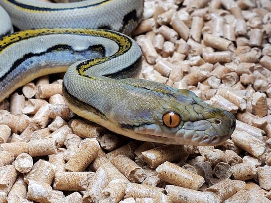 Genetic Stripe Het Ghost Reticulated Python by Slither Exotics