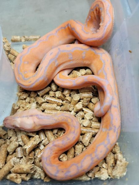 Purple Motley Sunfire 100% Anery 50% Kalatoa Superdwarf 12.5% Jampea ...