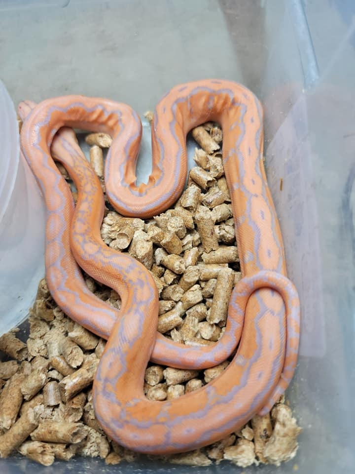 Purple Motley Sunfire 100% Anery 50% Kalatoa Superdwarf 12.5% Jampea ...