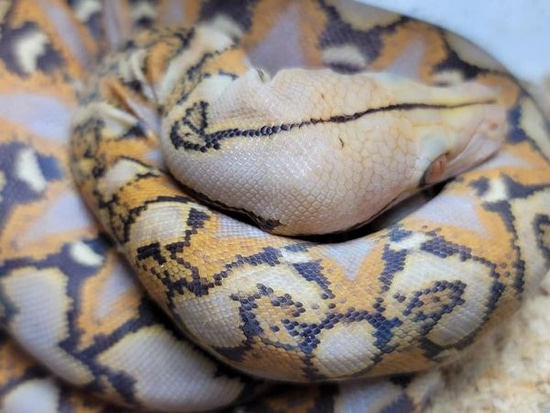 Mochino Reticulated Python by Slither Exotics