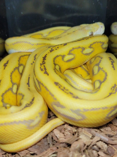 Platinum Mochino Sunfire Tiger Reticulated Python by Slither Exotics