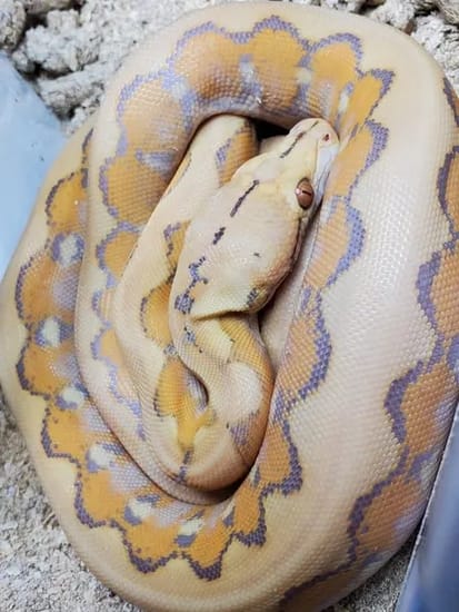 Lemonglow Orangeglow (Fruitbasket) Reticulated Python by Slither Exotics
