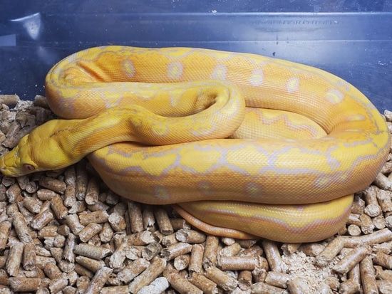 Lavender Phantom Sunfire Reticulated Python by Slither Exotics