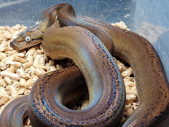 Goldenchild Het Albino Or Mocha Reticulated Python by Slither Exotics