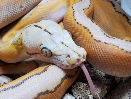 Fruitbasket ‘Lemonglow Orangeglow’ Motley Reticulated Python by Slither ...