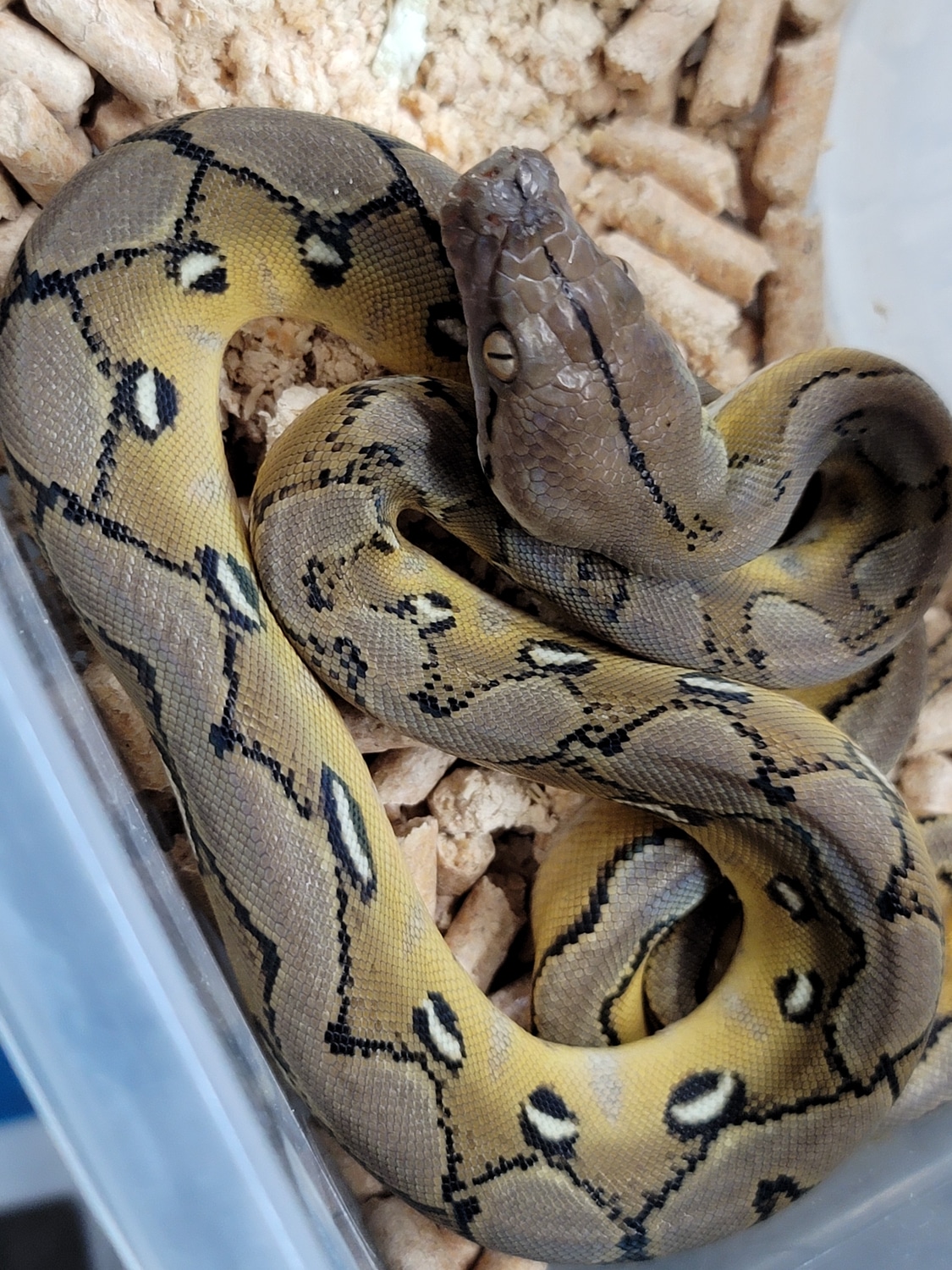 Platinum Sunfire Het Amel Reticulated Python by Slither Exotics ...