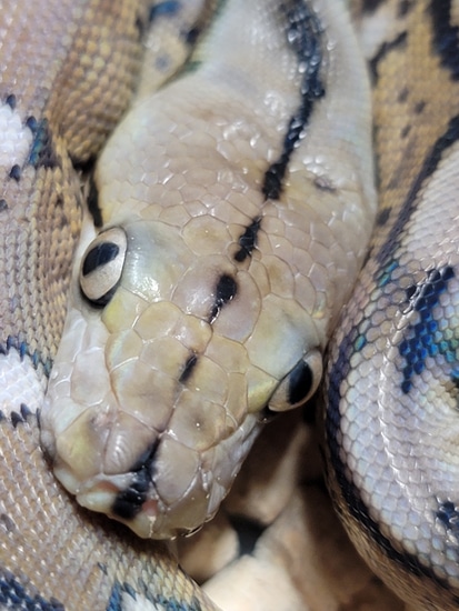 Motley Tiger Het Purple Albino Reticulated Python by Slither Exotics