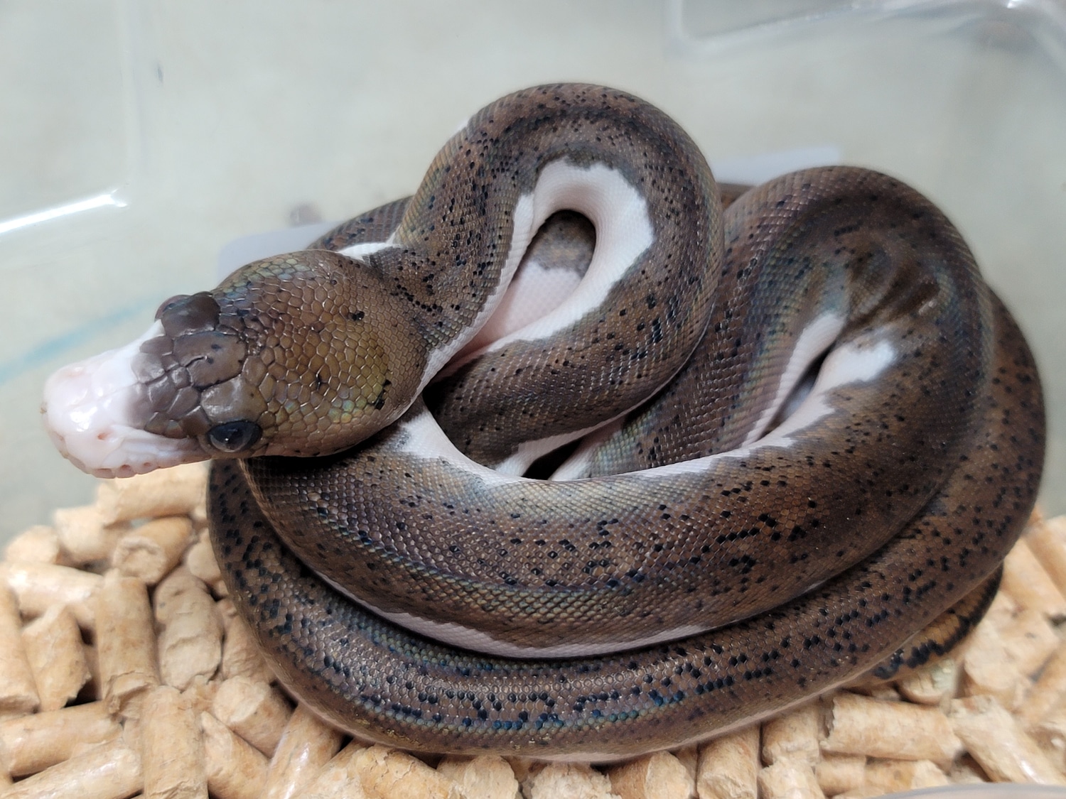 Pied Goldenchild 100% Het White Albino Reticulated Python by Slither ...