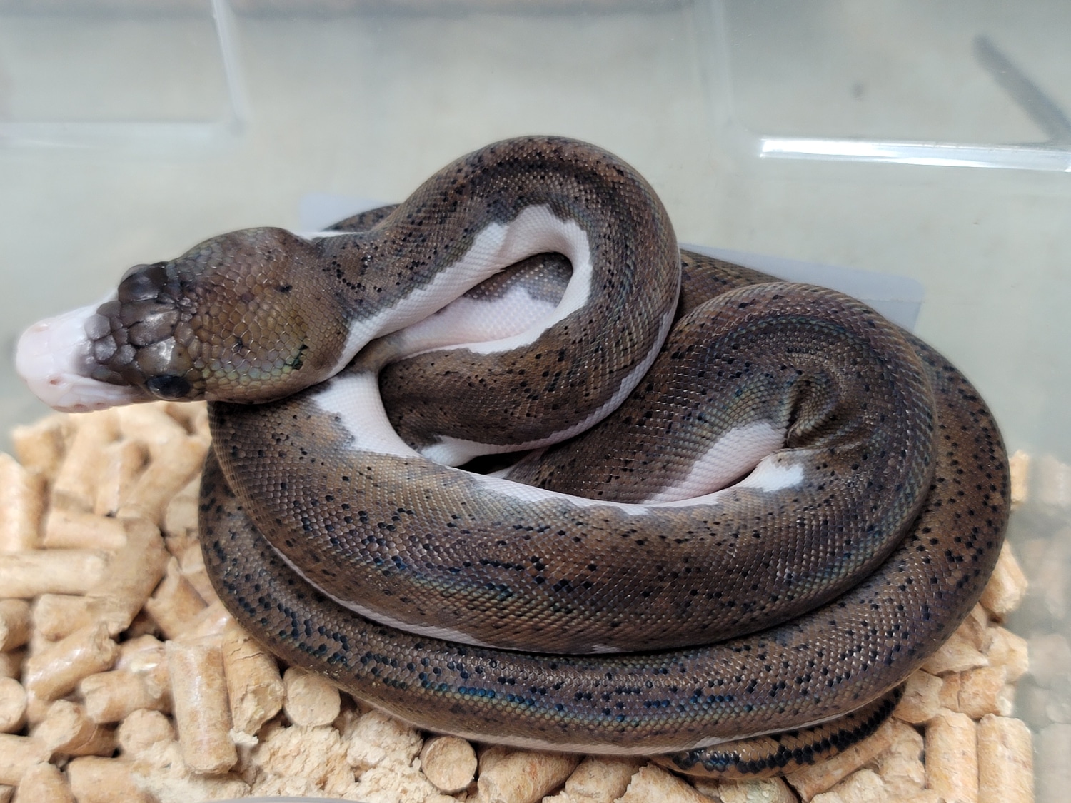 Pied Goldenchild 100% Het White Albino Reticulated Python by Slither ...
