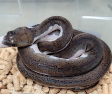 Pied Goldenchild 100% Het White Albino Reticulated Python by Slither ...