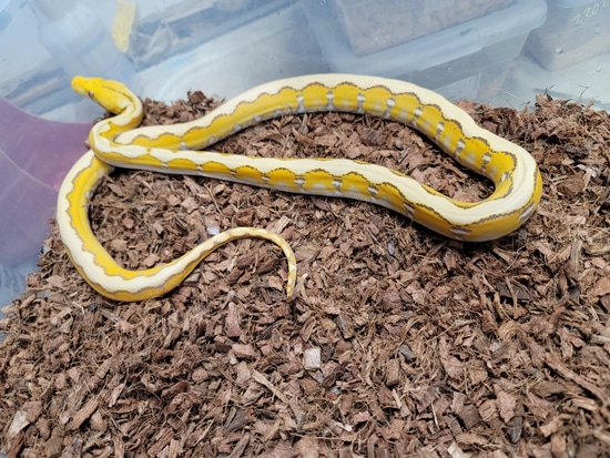 Fruitbasket (Lemonglow Orangeglow) Reticulated Python by Slither Exotics