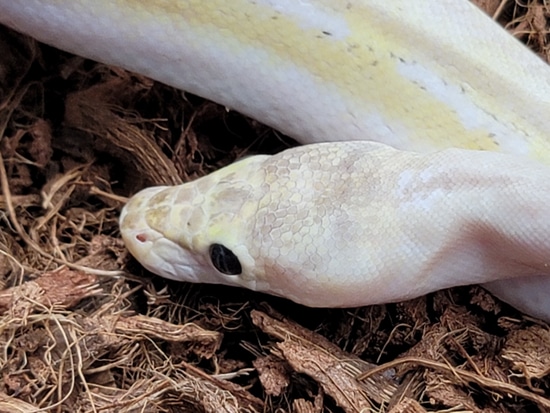 Anery Ultra Ivory 50% Kalaotoa Superdwarf Reticulated Python by Slither ...